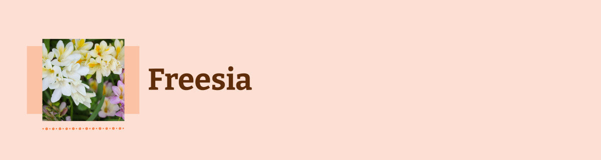 Freesias – Flower Shops Network